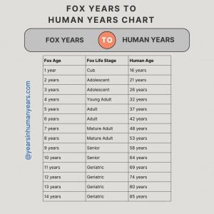 Fox Years to Human Years | Fox Age in Human Years