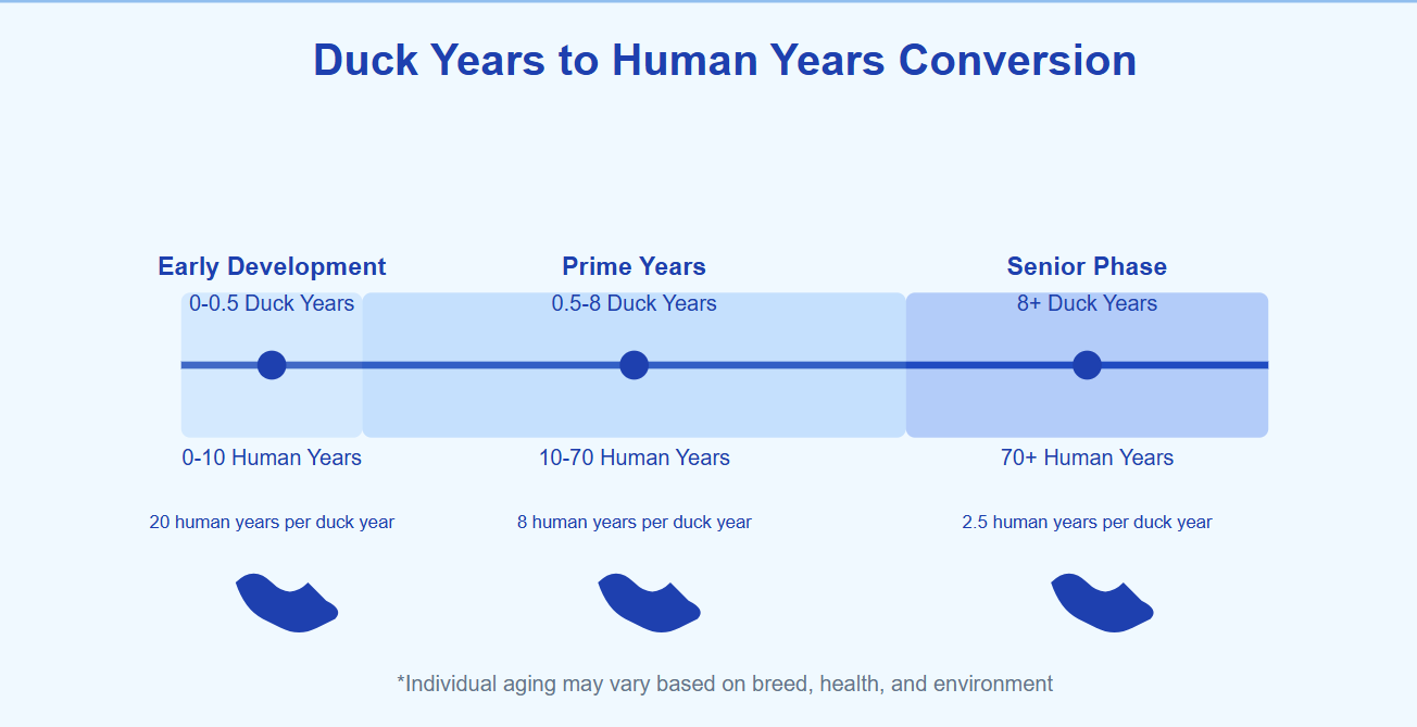 Duck Years to Human Years - Duck Age Calculator