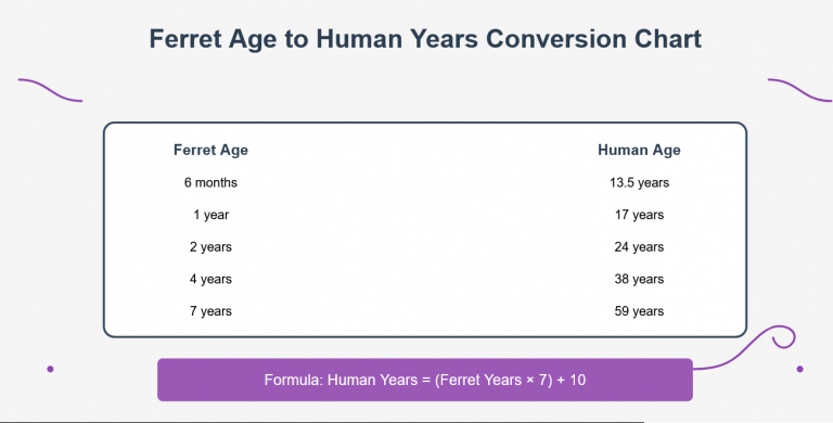 Ferret Years to Human Years - Ferret Age Calculator