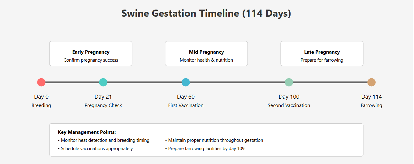 Swine Gestation Calculator - Track Pig's Gestation Period